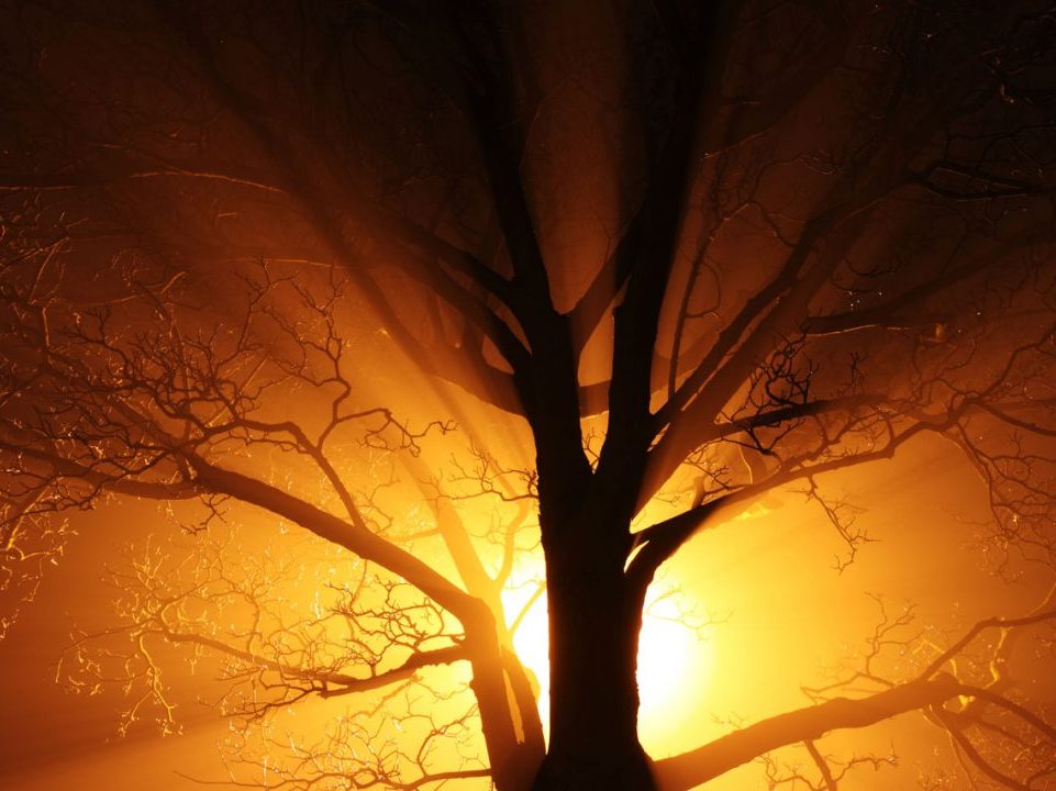 tree with background light - Verdalife Landscaping